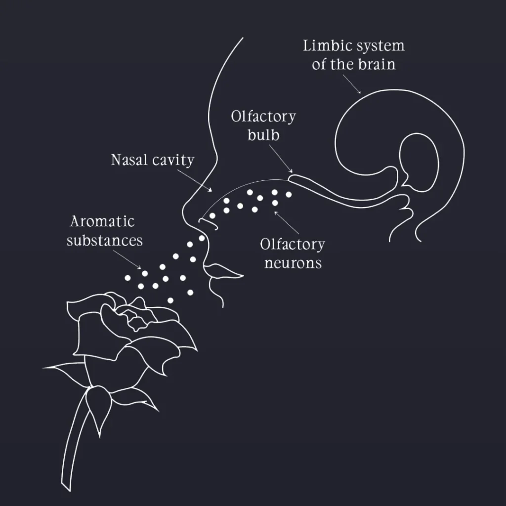 Unlocking Memories and Emotions: The Power of Aromas in the Brain ...